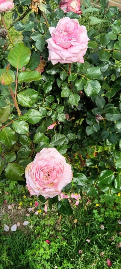 Pure beauty rose stock photo. Image of garden, pink - 280359048