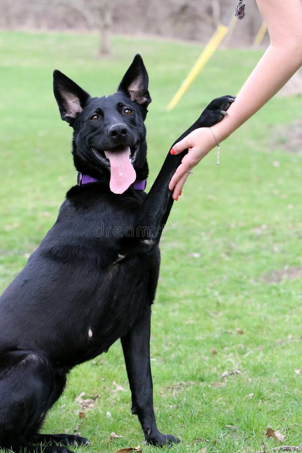 All Black Belgian Malinois