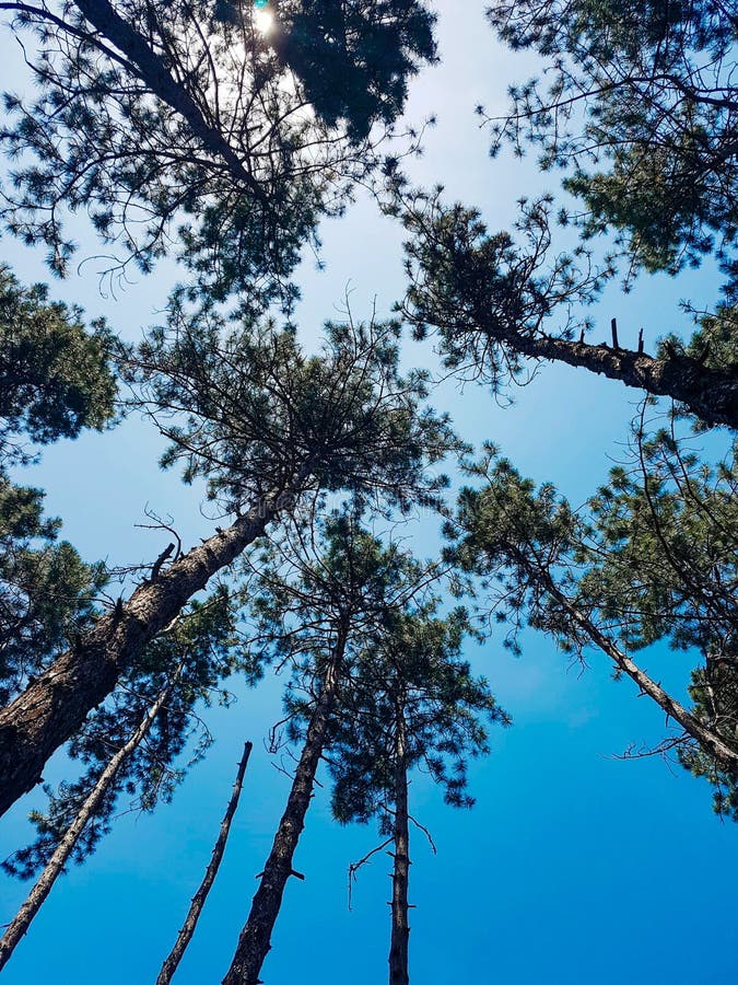 Pure blue sky with trees stock image. Image of outdoor - 177737007