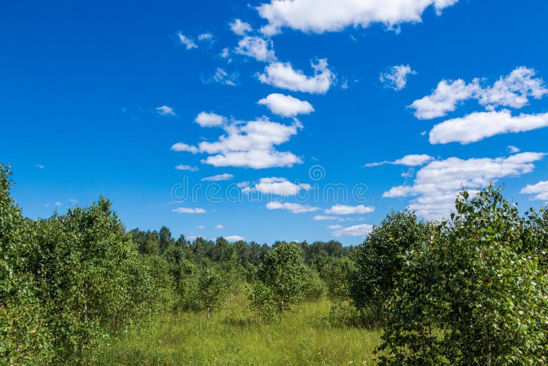 Blue Sky with White Clouds Over the Forest Stock Image - Image of ...
