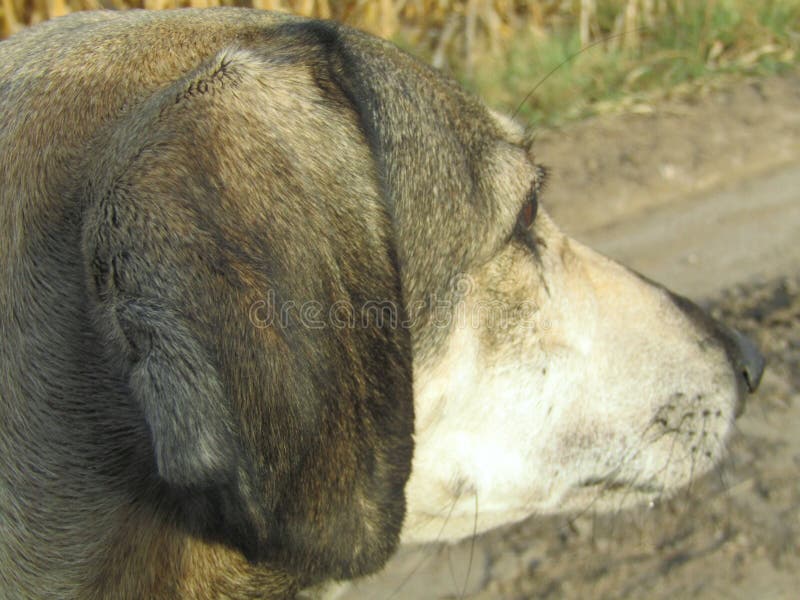 Pure-bred Shar Pei dog stock image. Image of shallow - 21827067