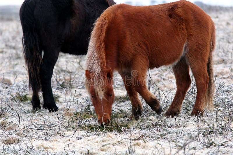The Pure Bred Dartmoor Pony Stock Photo - Image of snow, dartmoor: 13523376