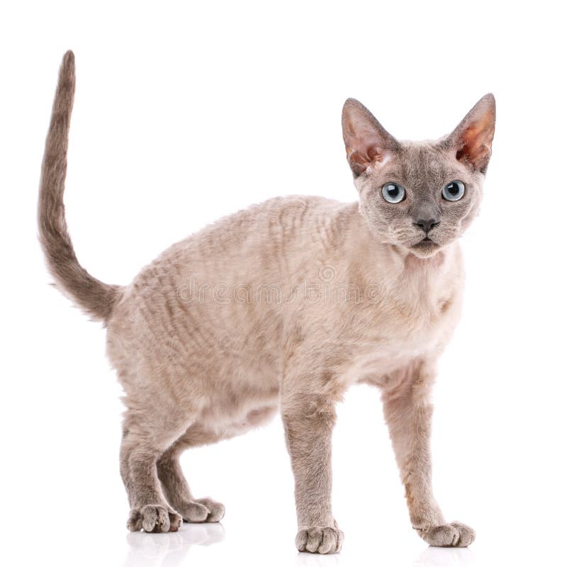 1,377 Cat Devon Rex White Stock Photos - Free & Royalty-Free Stock ...