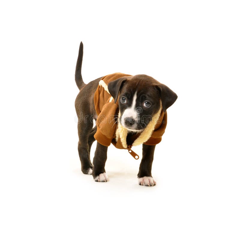 Pure Bred Pit Bull Puppy Wearing Jacket Stock Photos - Free & Royalty ...