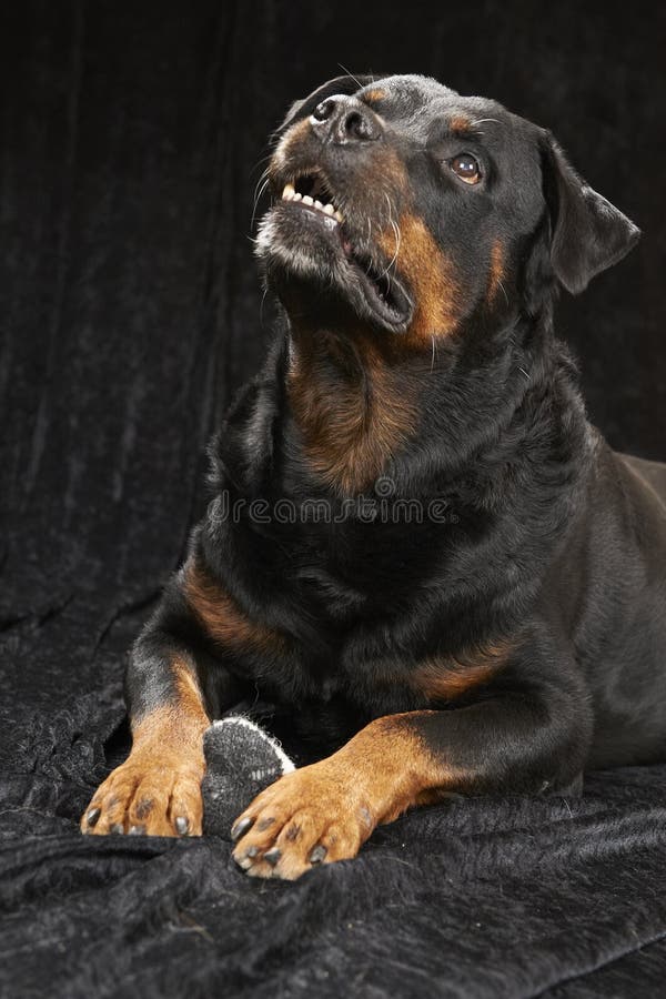 Pure Bred Rottweiler Stock Photos - Free & Royalty-Free Stock Photos ...