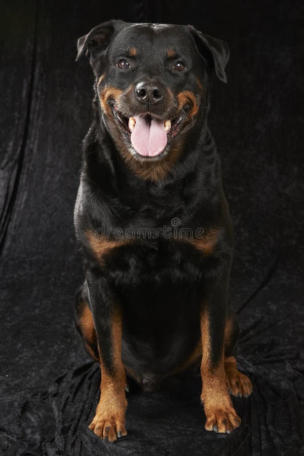 Pure Bred Rottweiler Stock Photos - Free & Royalty-Free Stock Photos ...