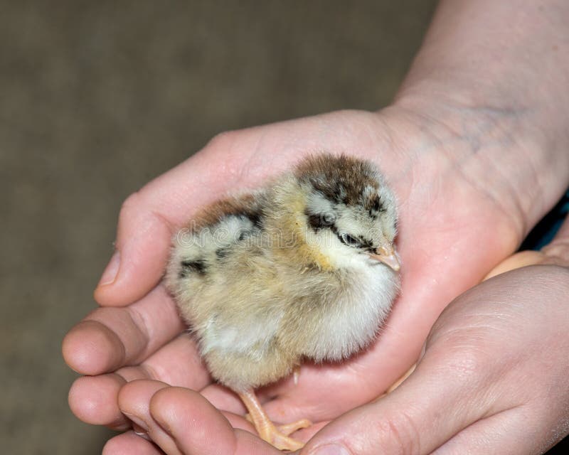 Pure Breed Baby Chick after Successful Hatching Stock Image - Image of ...
