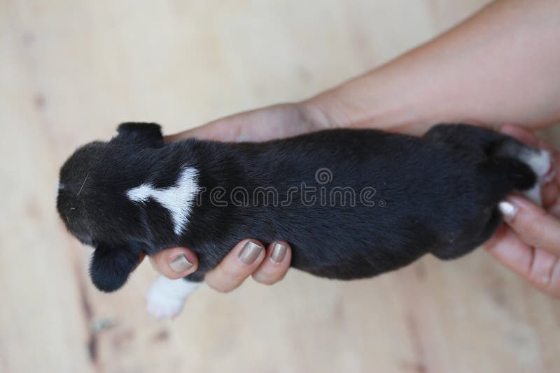 Pure Breed Beagle Puppy is Sleeping and Looking Stock Photo - Image of ...