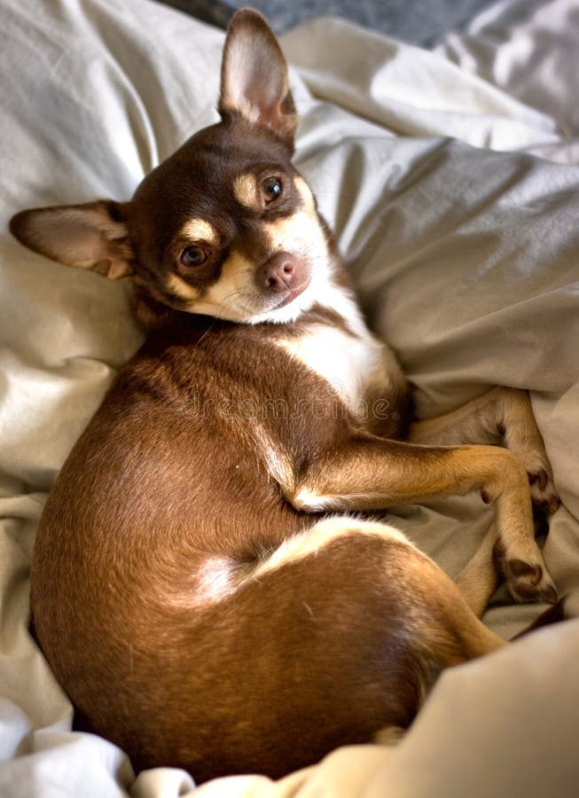 Pure Breed Brown Chihuahua Royalty Free Stock Photos - Image: 10158448