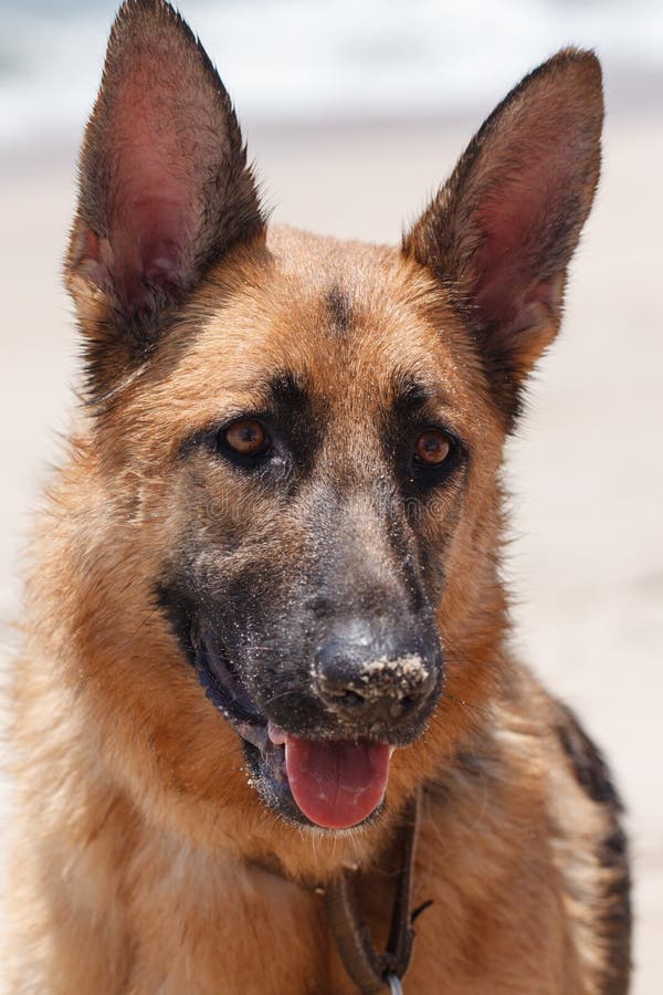 Pure Breed Female German Shepherd Dog Stock Photo - Image of carolina ...