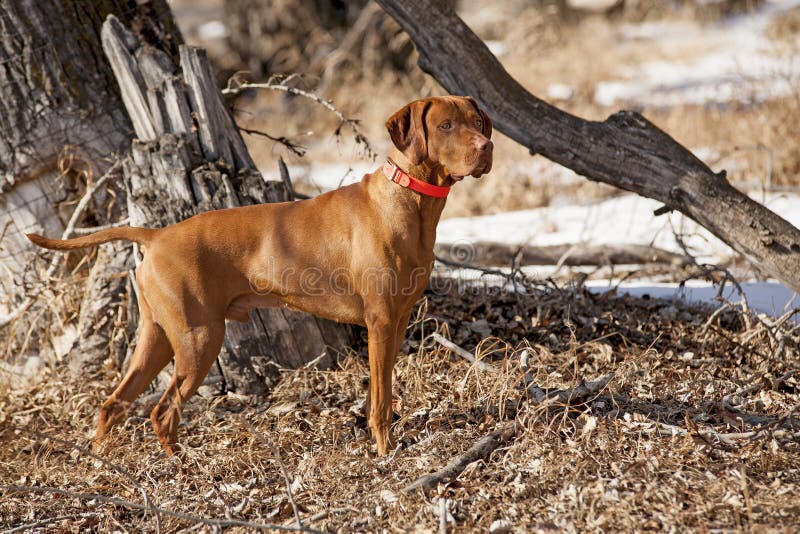 Hunting dog in action stock photo. Image of pointer, mammal - 29881478