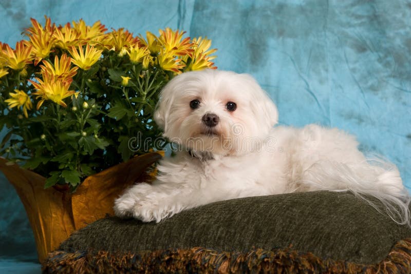 Pure breed maltese stock photo. Image of portrait, bred - 3676468
