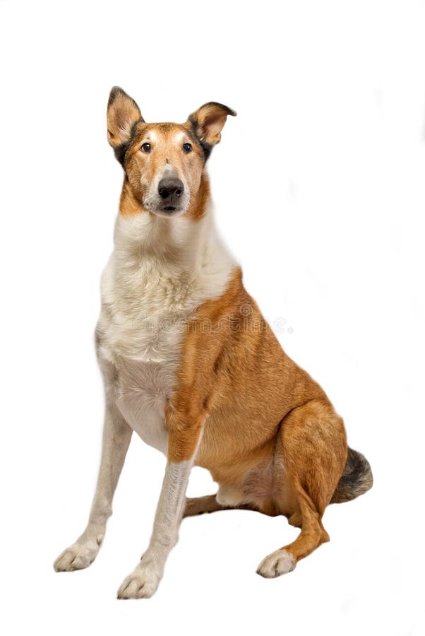 Pure breed smooth Collie stock image. Image of male, breed - 47194333