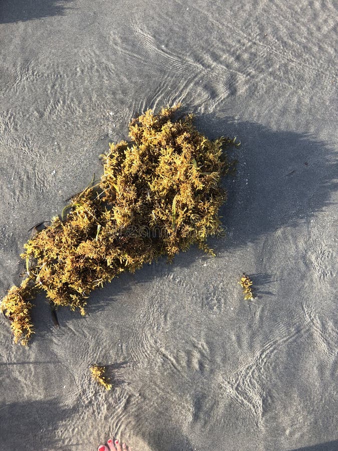 Shallow Water on the Shore of the Beach Stock Image - Image of chill ...