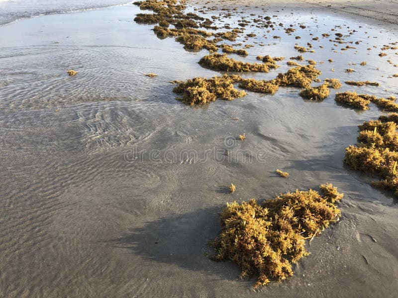 Shallow Water on the Shore of the Beach Stock Photo - Image of chill ...
