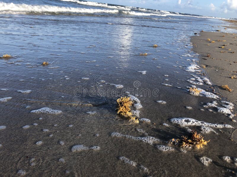 Shallow Water on the Shore of the Beach Stock Photo - Image of diet ...