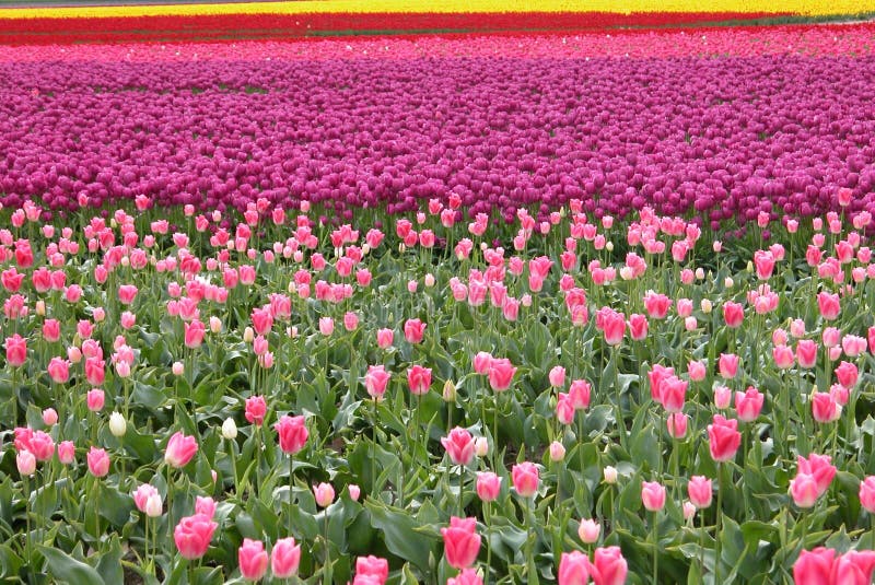 Pure Color stock photo. Image of breathtaking, crowd, colorful - 619650