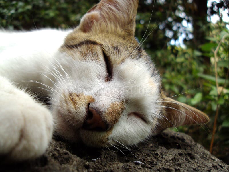 Pure Comfort stock image. Image of sleep, relax, cozy - 11717289