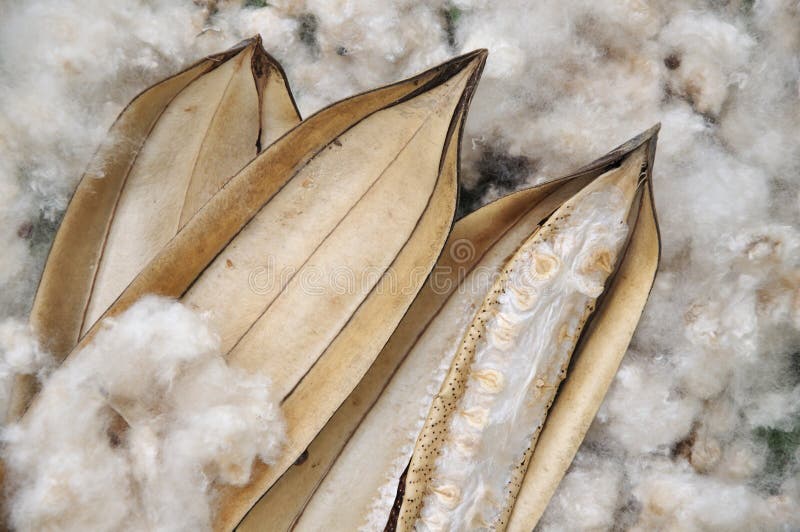 Pure Cotton stock photo. Image of cotton, boll, health - 22374440