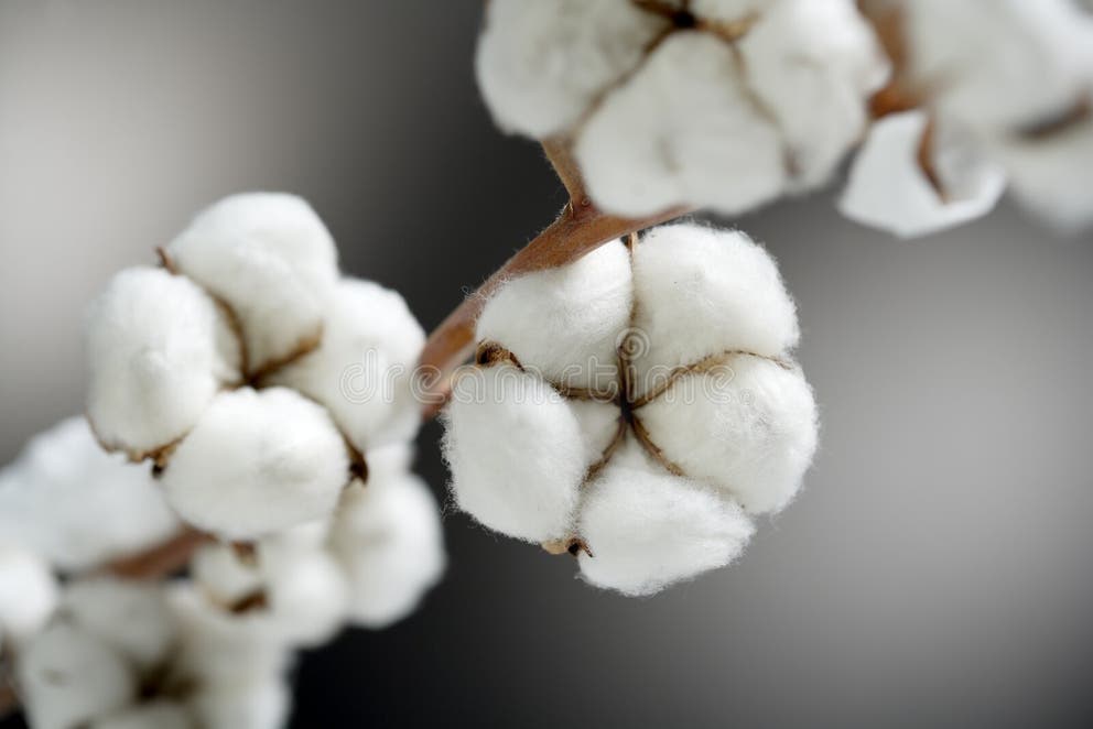 Pure cotton stock photo. Image of clean, nature, flower - 23131682