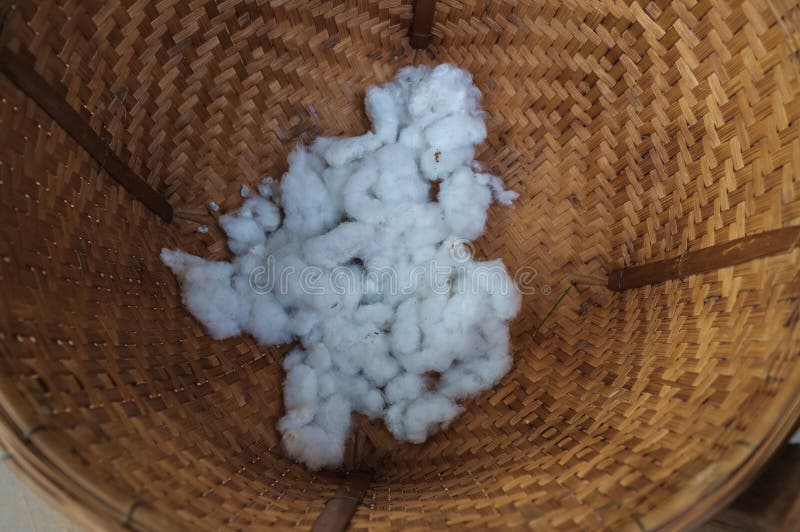 Pure Cotton stock image. Image of agriculture, group - 58893261