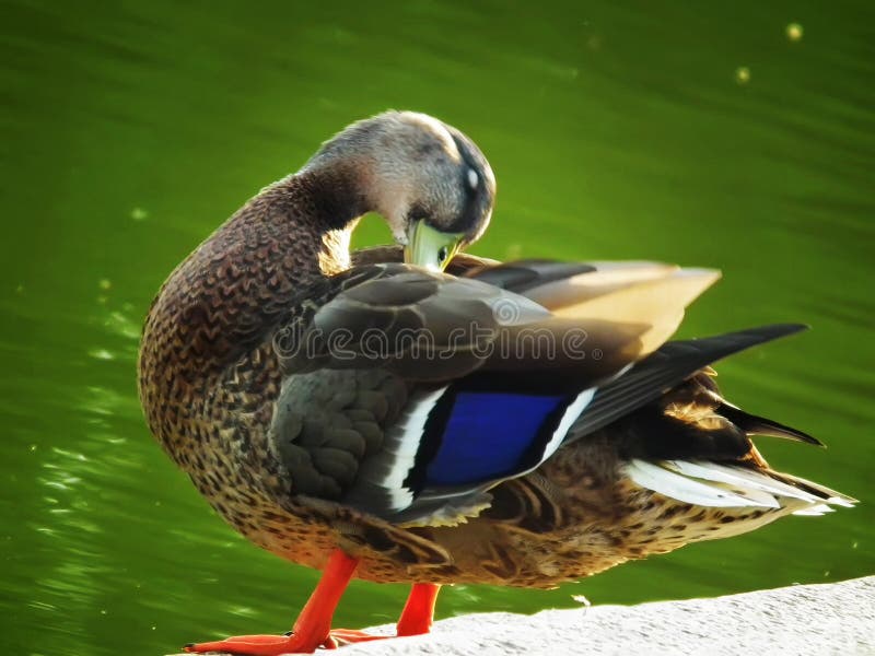 Pure the duck stock photo. Image of wings, lake, pond - 70937494