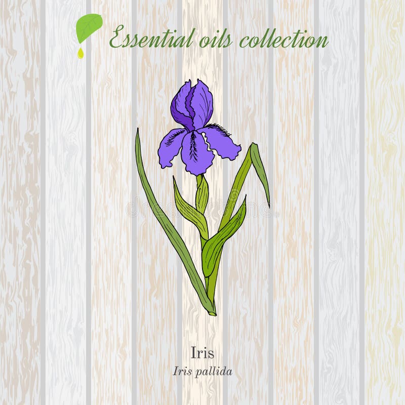 Pure Essential Oil Collection, Iris. Wooden Texture Background Stock ...