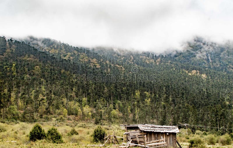 Pure Fir Forest Stand in the Mountains Stock Image - Image of ...