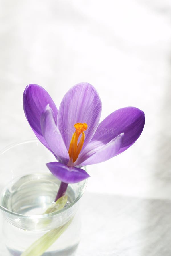 Pure flower stock image. Image of color, petal, calix, nature - 627