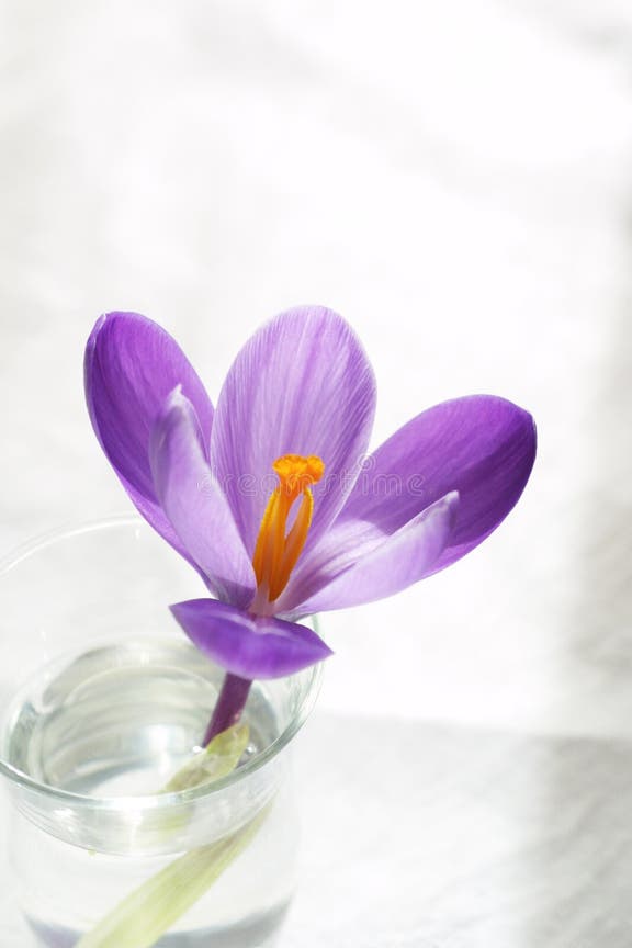 Pure flower stock image. Image of color, petal, calix, nature - 627