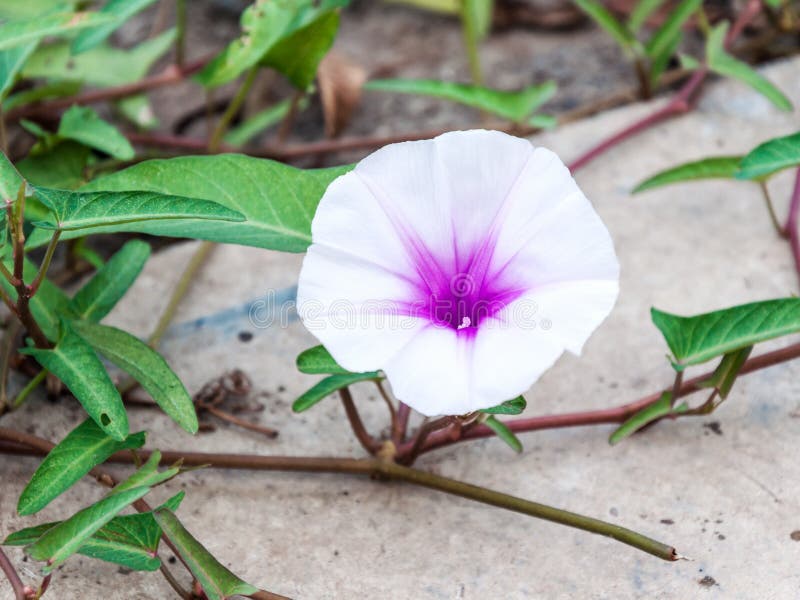 Pure Flower on water stock image. Image of foliage, harmony - 2754539