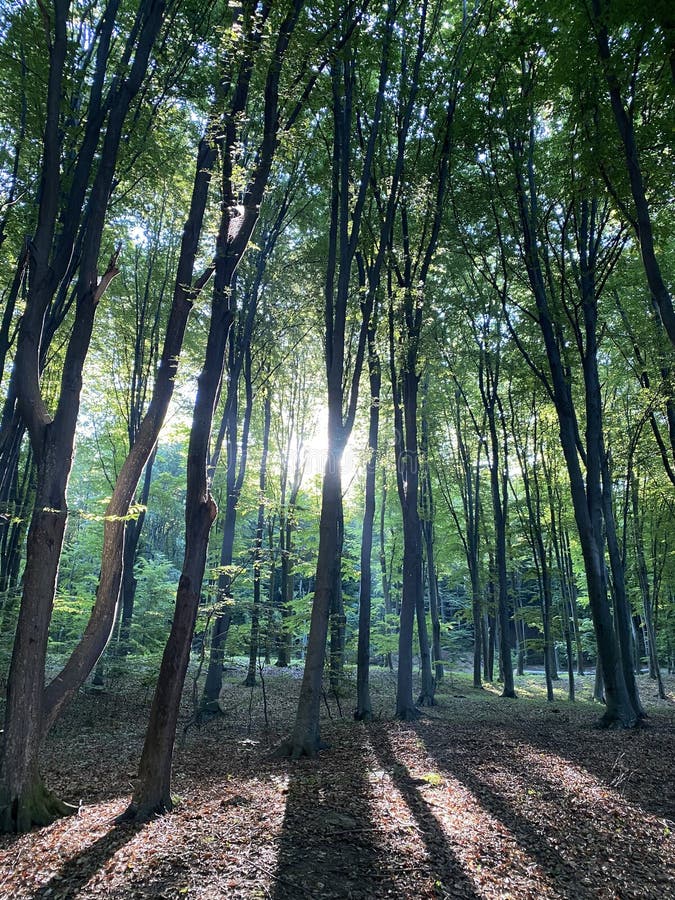 Pure Forest. Nice nature! stock photo. Image of environment - 189237092