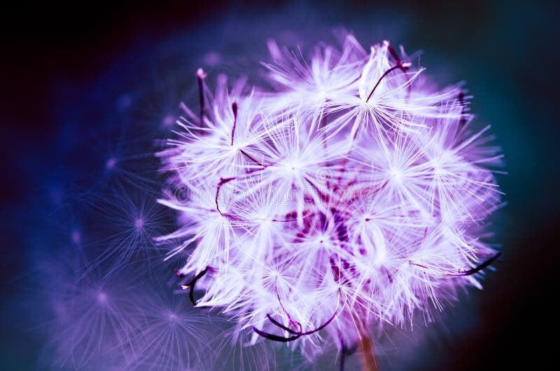 Pure and Fresh Purple Dandelion Stock Photo - Image of mountain ...