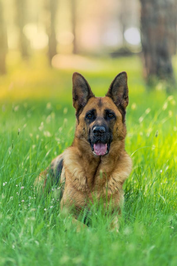 Pure German Shepherd Dog Laying on Grass Stock Image - Image of ...