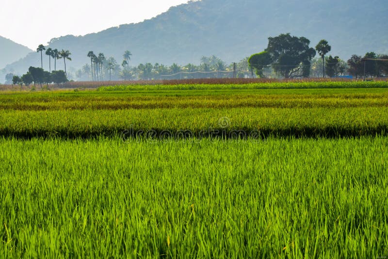 Pure Green Agriculture Field Stock Photo - Image of farm, plantation ...