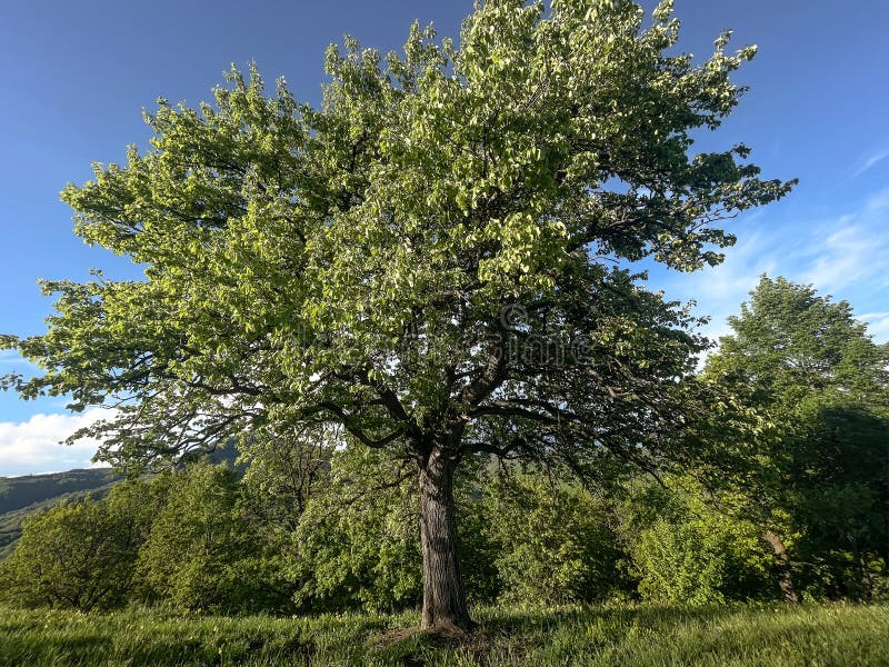 The Pure Green of the Forest during Spring in Transilvania Stock Photo ...