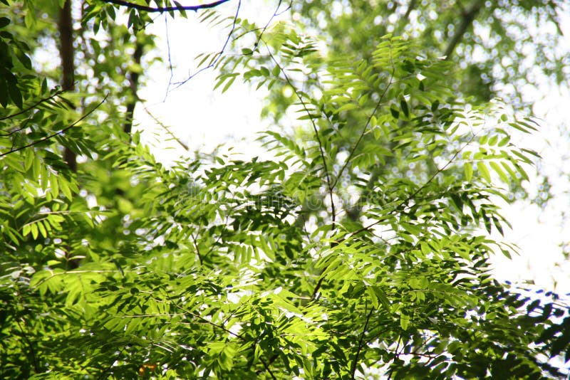 Pure Green Leaf Plant stock photo. Image of environment - 9273698