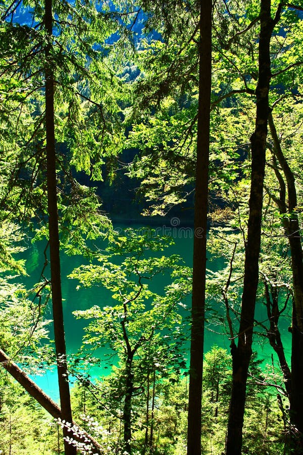 Pure green nature stock image. Image of conifer, clear - 46819015