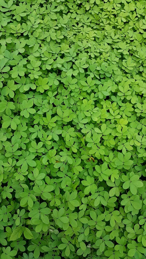 Pure green stock image. Image of green, full, sabbir - 117381401
