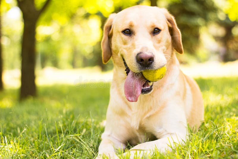 Pure happiness and joy stock photo. Image of adult, lifestyles - 102662270