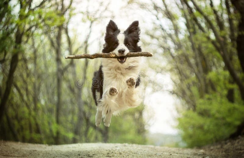 Pure happiness stock image. Image of pure, happiness - 96766043