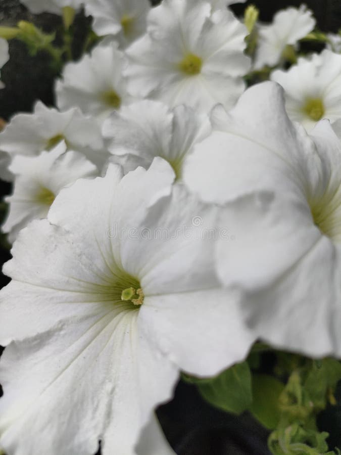 Pure heart withe flower stock image. Image of flower - 209775037