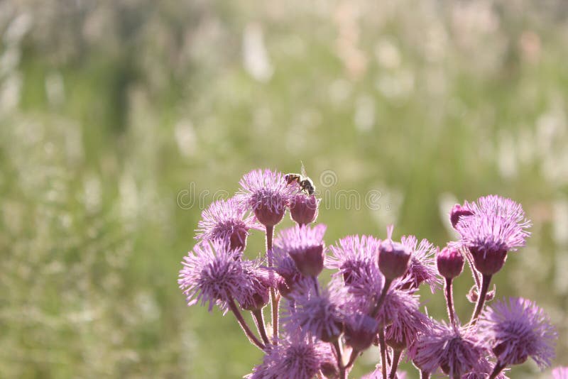 Pure light stock photo. Image of purple, pure, flower - 53169784
