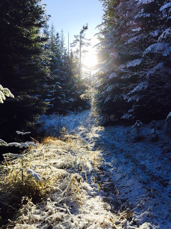 Pure Light stock image. Image of light, trees, pure, hiking - 74154973
