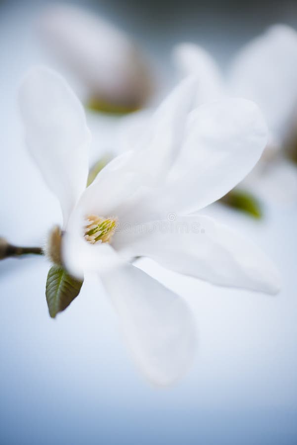 Pure Magnolia stock image. Image of magnolia, soft, tree - 71713263