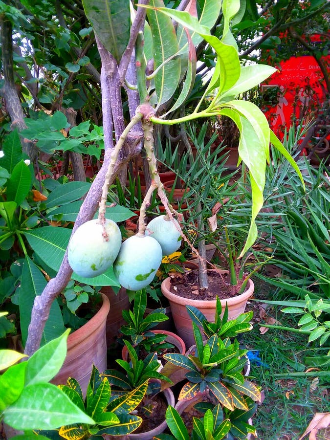 Pure Mango Planted on the Tree Pakistan Stock Photo - Image of planted ...