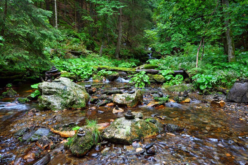 Pure Mountain Creek in a Forest Stock Photo - Image of fragile, grass ...