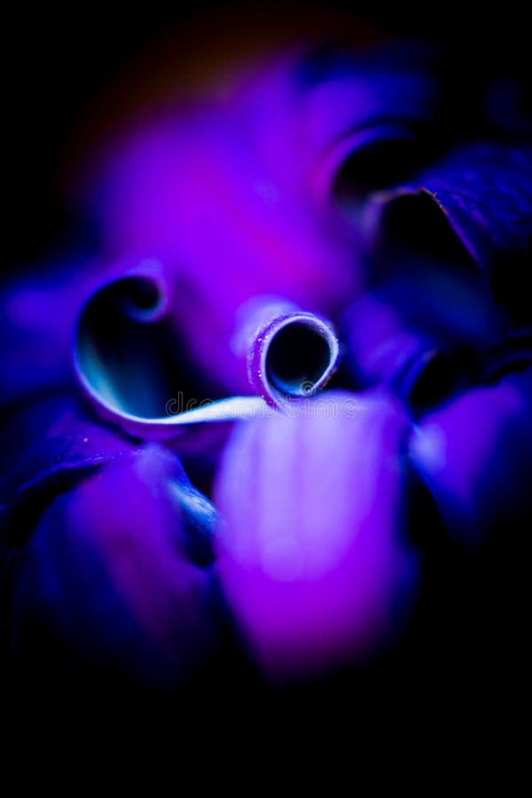 Pure Natural Solid Violet Daisy Extreme Macro Shot Stock Photo - Image ...