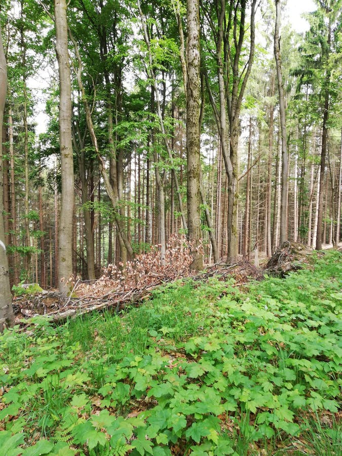 Pure Nature in the Forest stock photo. Image of nature - 149265028