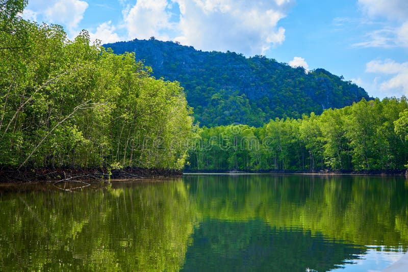 Pure Nature Landscape River among Mangrove Forests Stock Image - Image ...